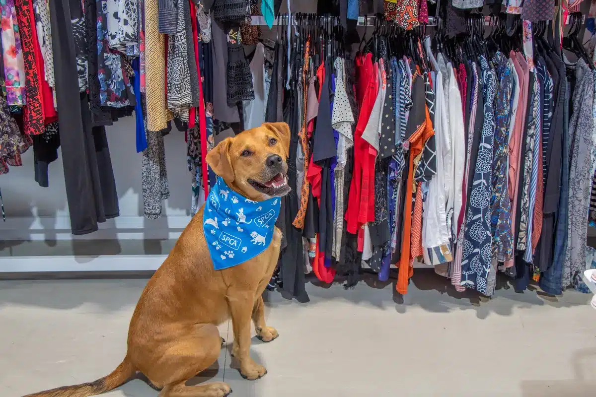 Papakura SPCA Op Shop – Papakura Town Centre